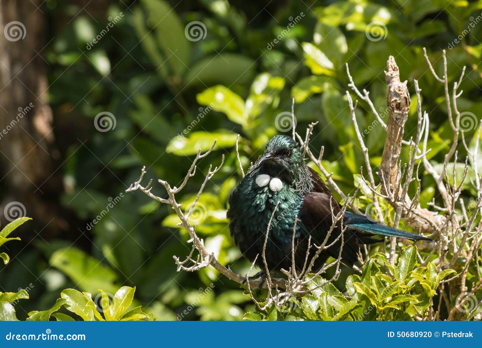 Basking tui bird stock photo. Image of bird, passerine - 50680920