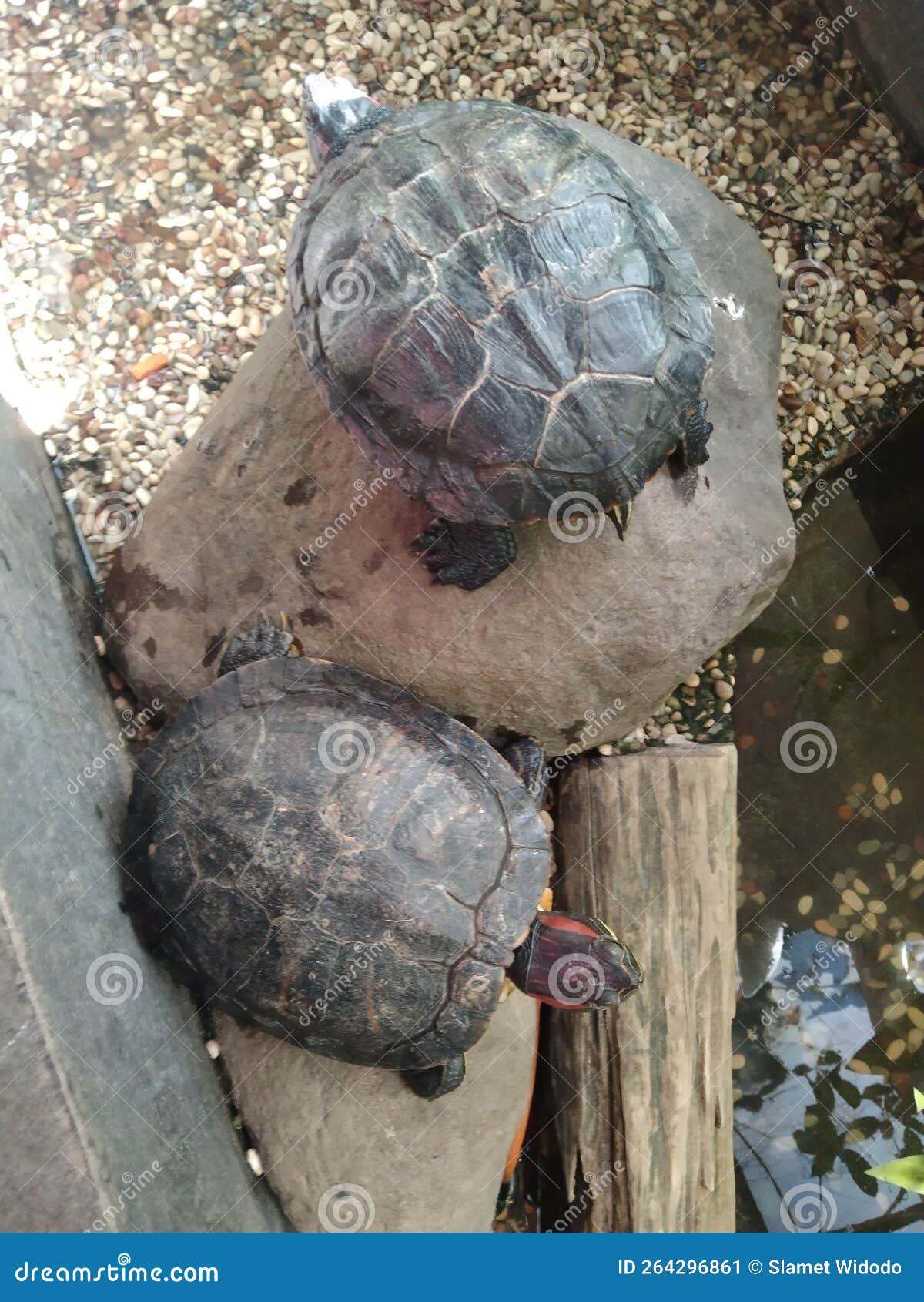 Basking Turtles on the Rock with His Frend Stock Image - Image of ...