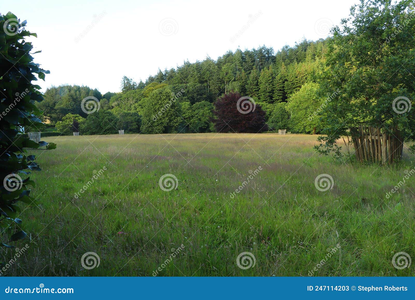 Basking Under the Summer Sun in North Devon Stock Image - Image of back ...