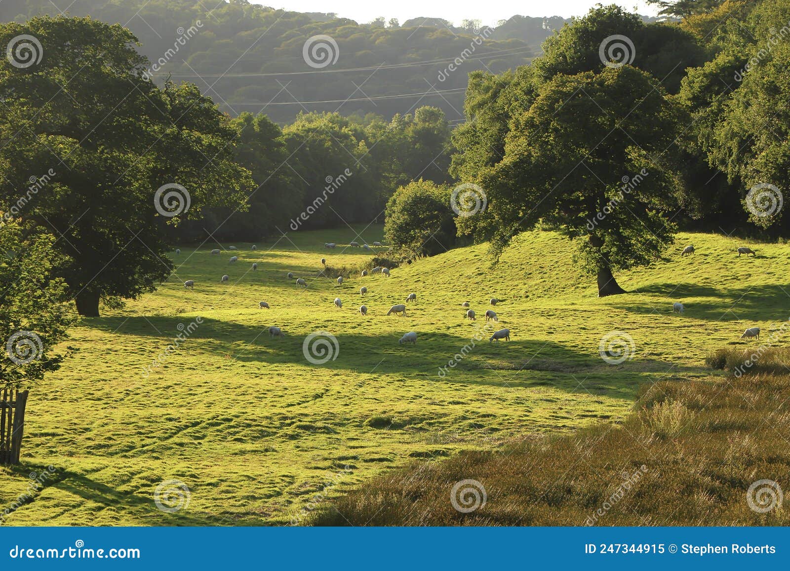Basking Under the Summer Sun in North Devon Stock Image - Image of ...
