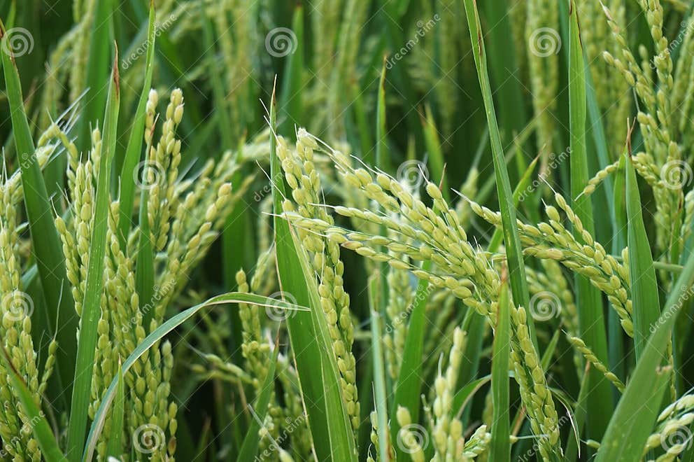 Basmati rice crop stock image. Image of cultivation, seed - 58504369