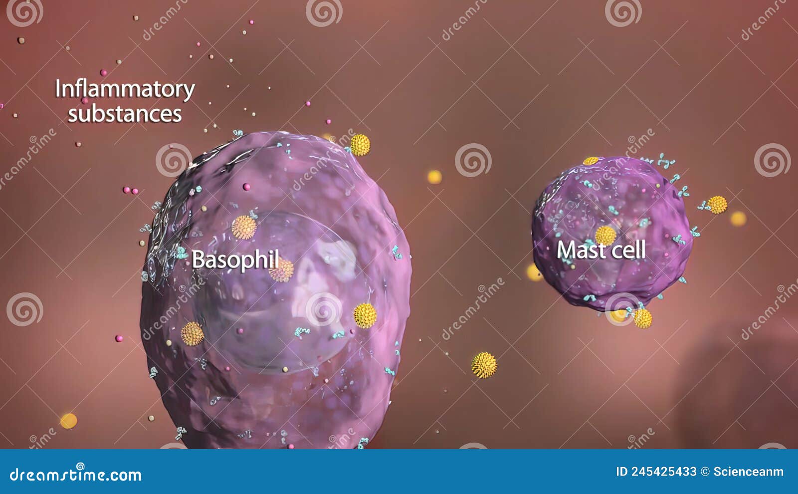 Basophil and Mast Cell in the Immune System Stock Illustration ...