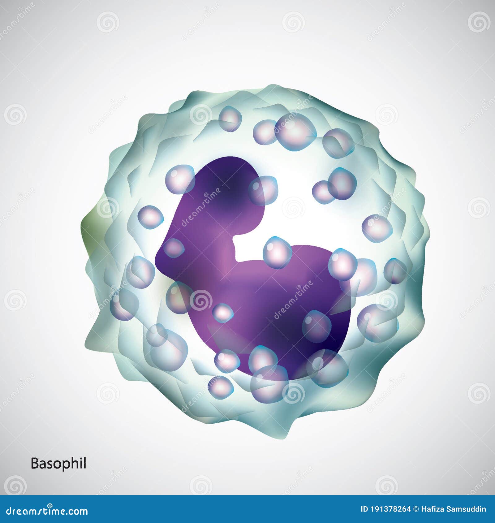 Basophil. Vector Illustration Decorative Design Stock Vector ...
