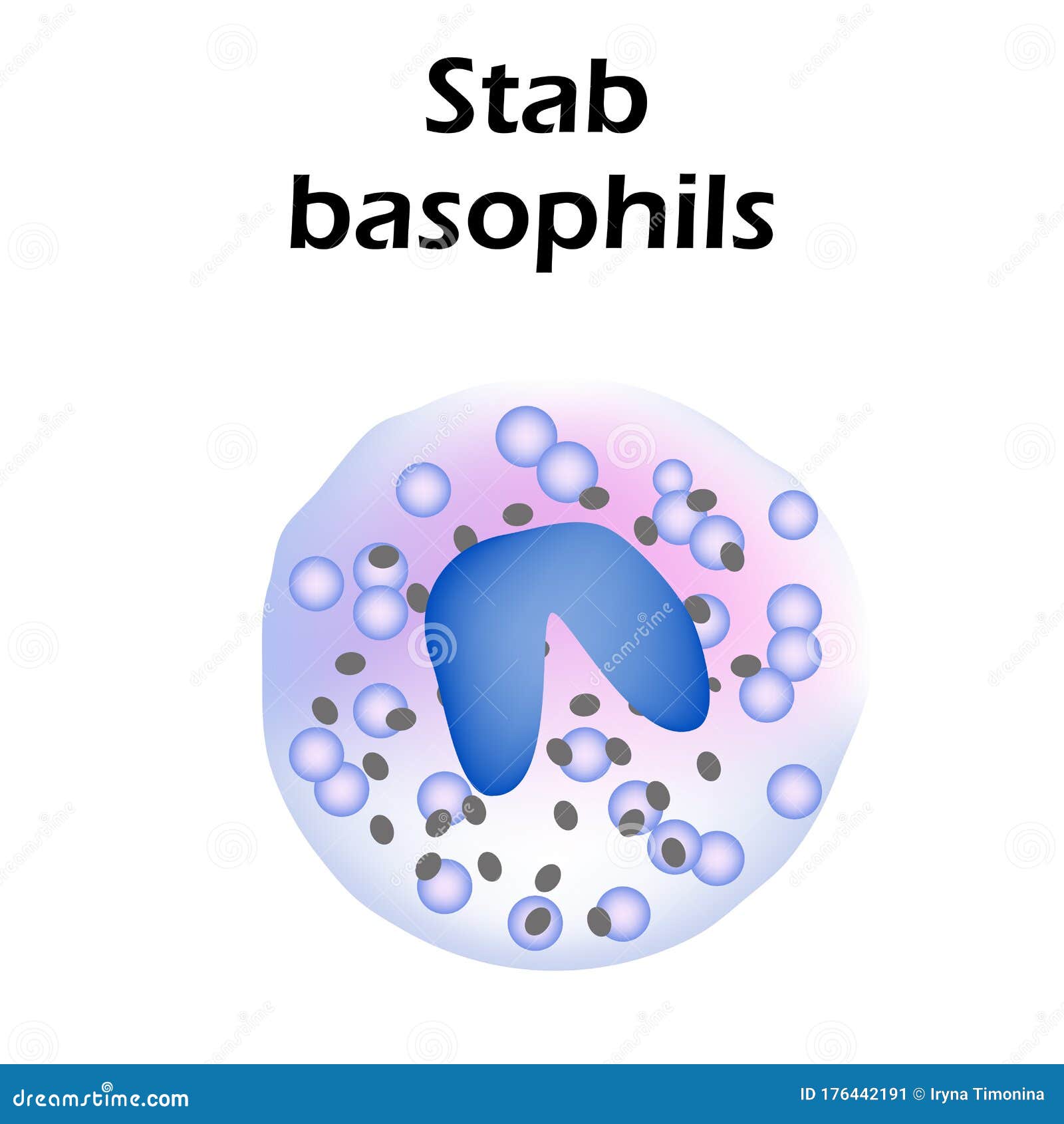 Basophils Structure. Basophils Blood Cells. White Blood Cells ...