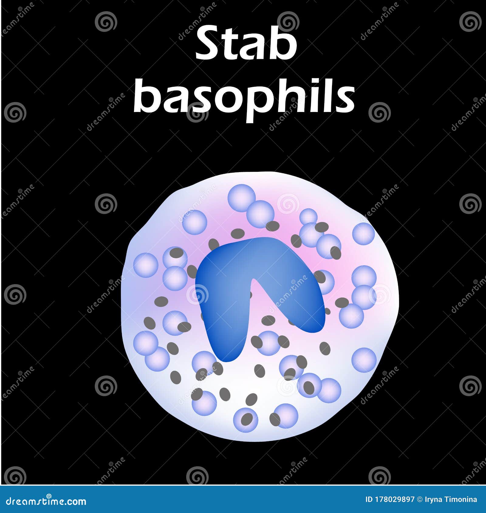 Basophils Structure. Basophils Blood Cells. White Blood Cells ...
