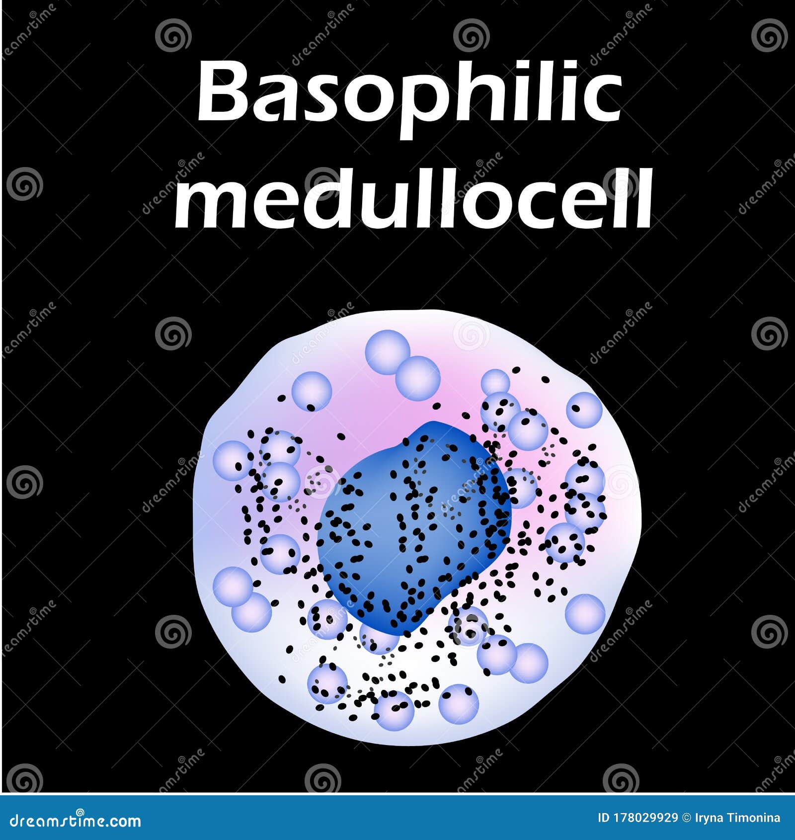 Basophils Structure. Basophils Blood Cells. White Blood Cells ...