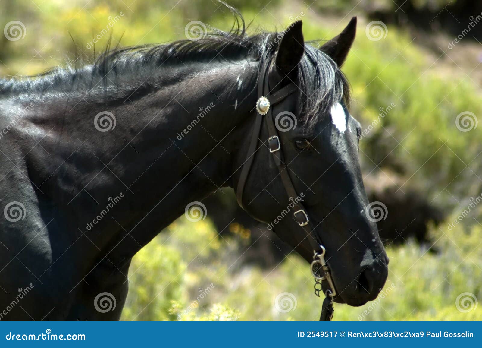Basotho Pony 3 stock image. Image of stud, tourism, farming - 2549517