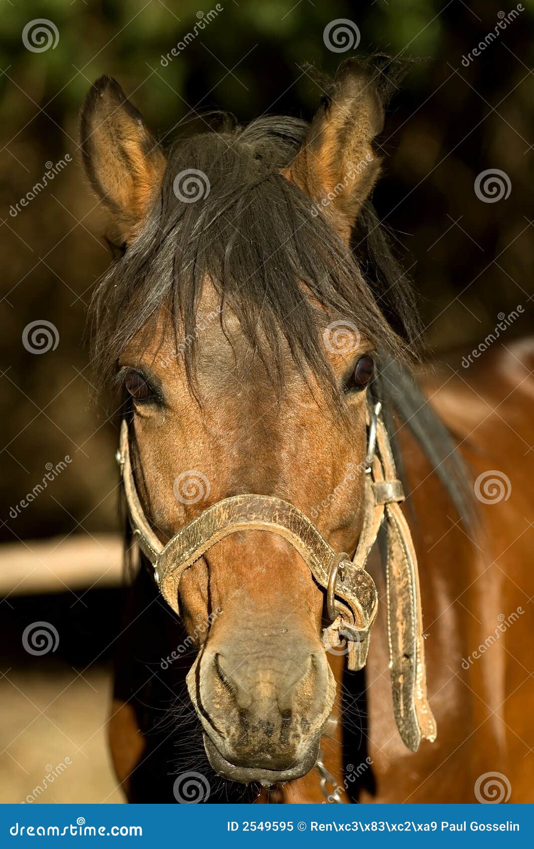 Basotho Pony 3 stock image. Image of trekking, farming - 2549595