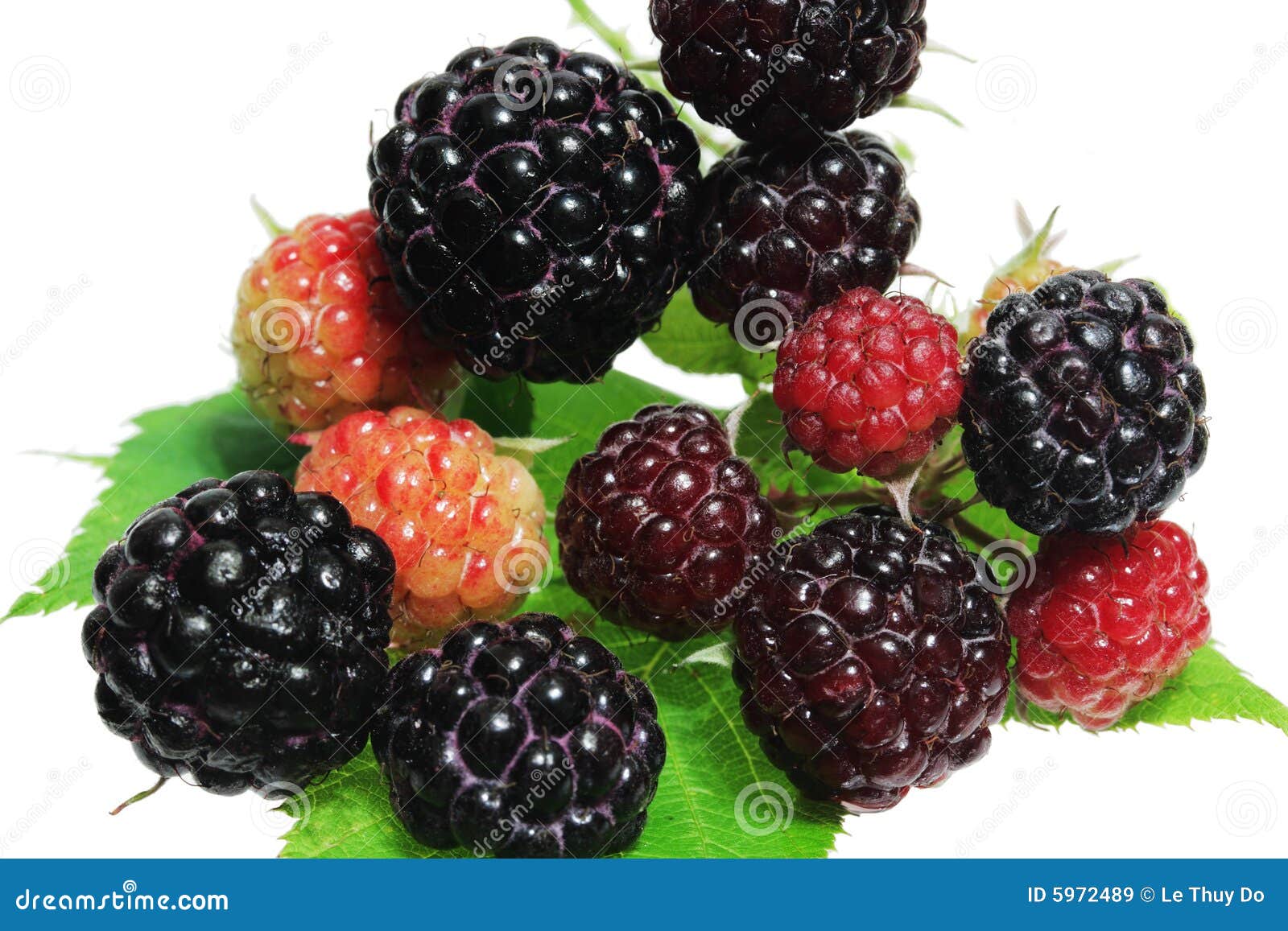 Baspberry selvagem imagem de stock. Imagem de botânica - 5972489