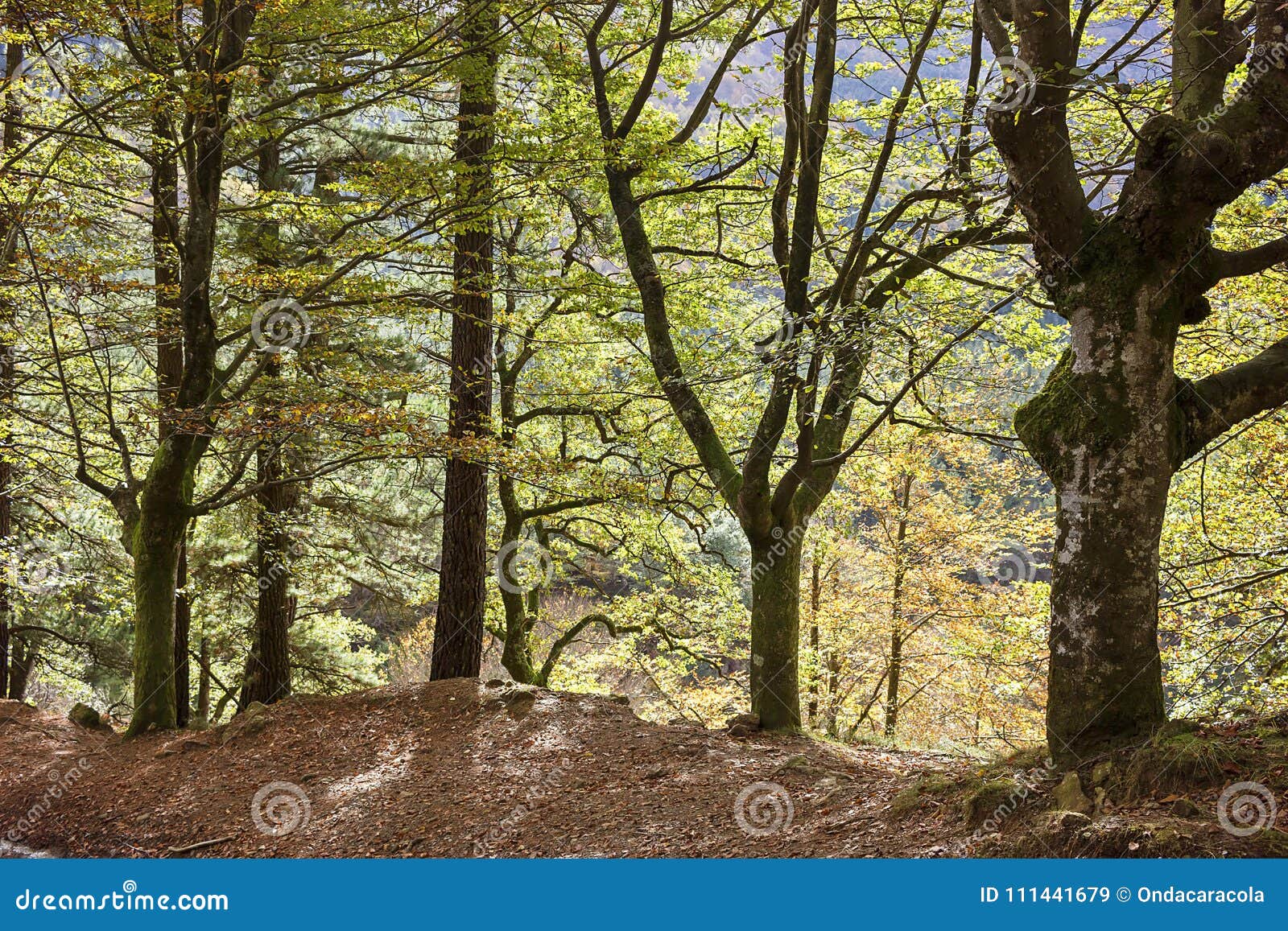 Basque beech forest stock image. Image of range, colorful - 111441679