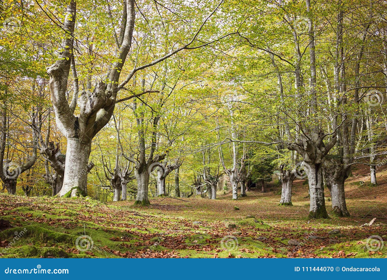 Basque beech forest stock photo. Image of park, range - 111444070
