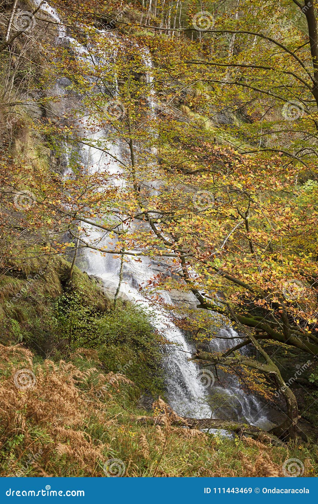 Basque beech forest stock image. Image of park, outdoor - 111443469