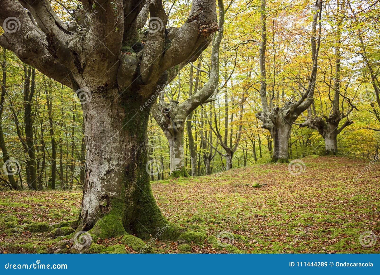 Basque beech forest stock image. Image of green, otzarreta - 111444289