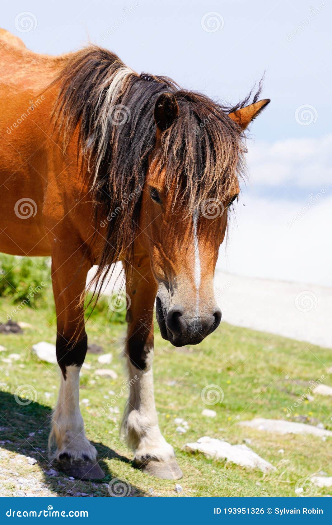Horse Pottok At The Top Of La Rhune Mountain Royalty-Free Stock Photo ...