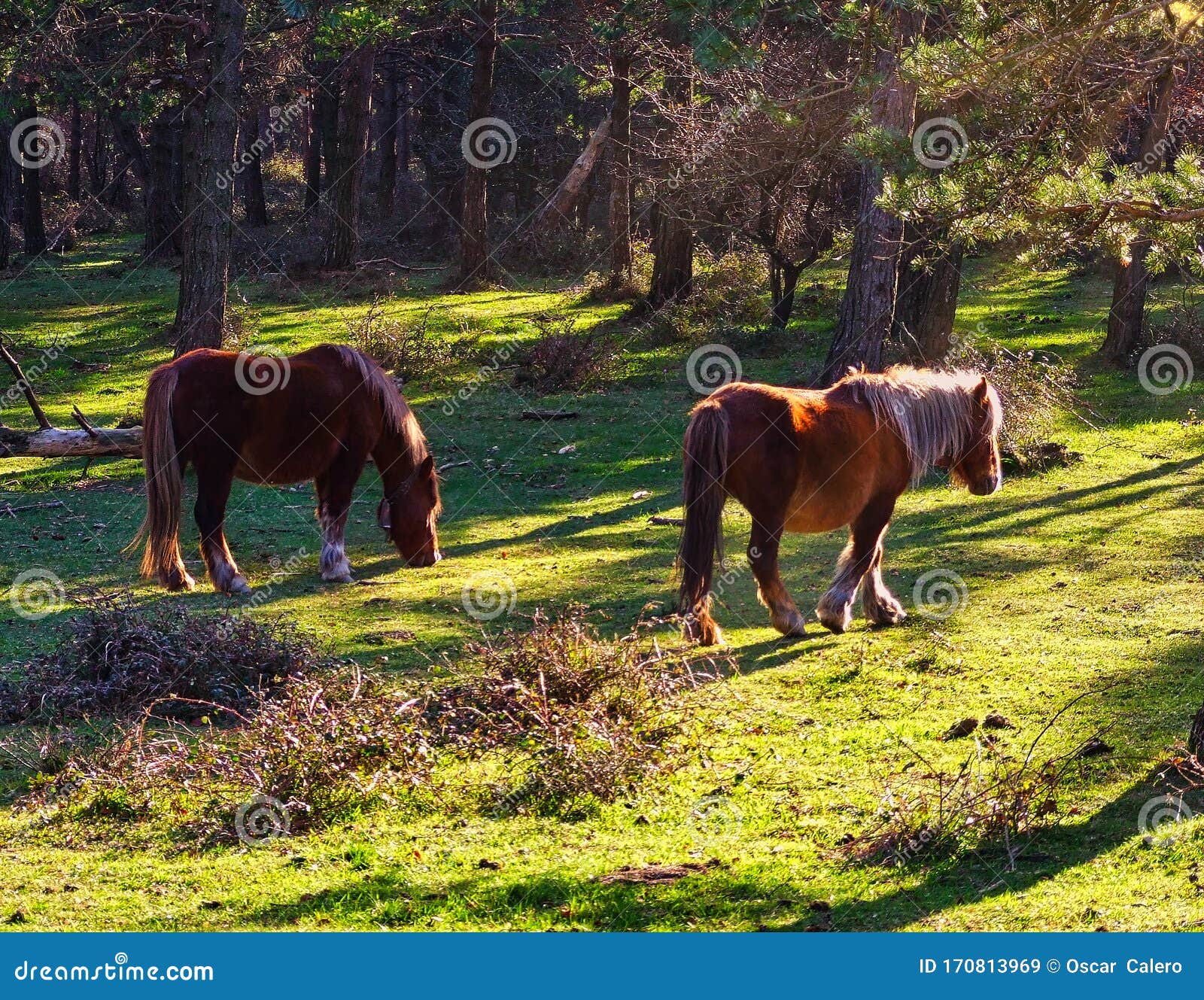 Basque horses at sunset stock image. Image of sunset - 170813969
