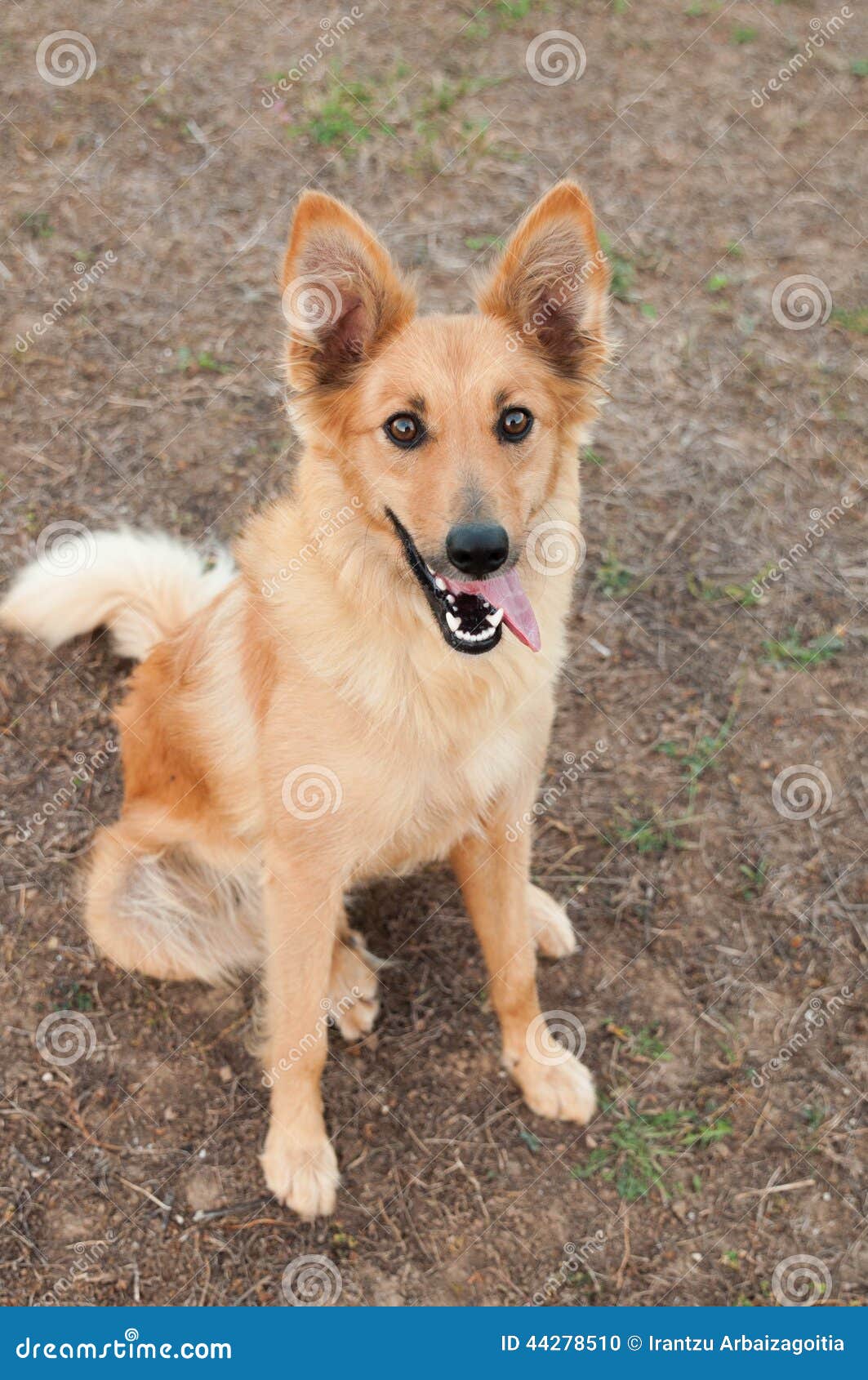 Basque Sheepherder Dog Portrait Stock Photo - Image of friendship ...