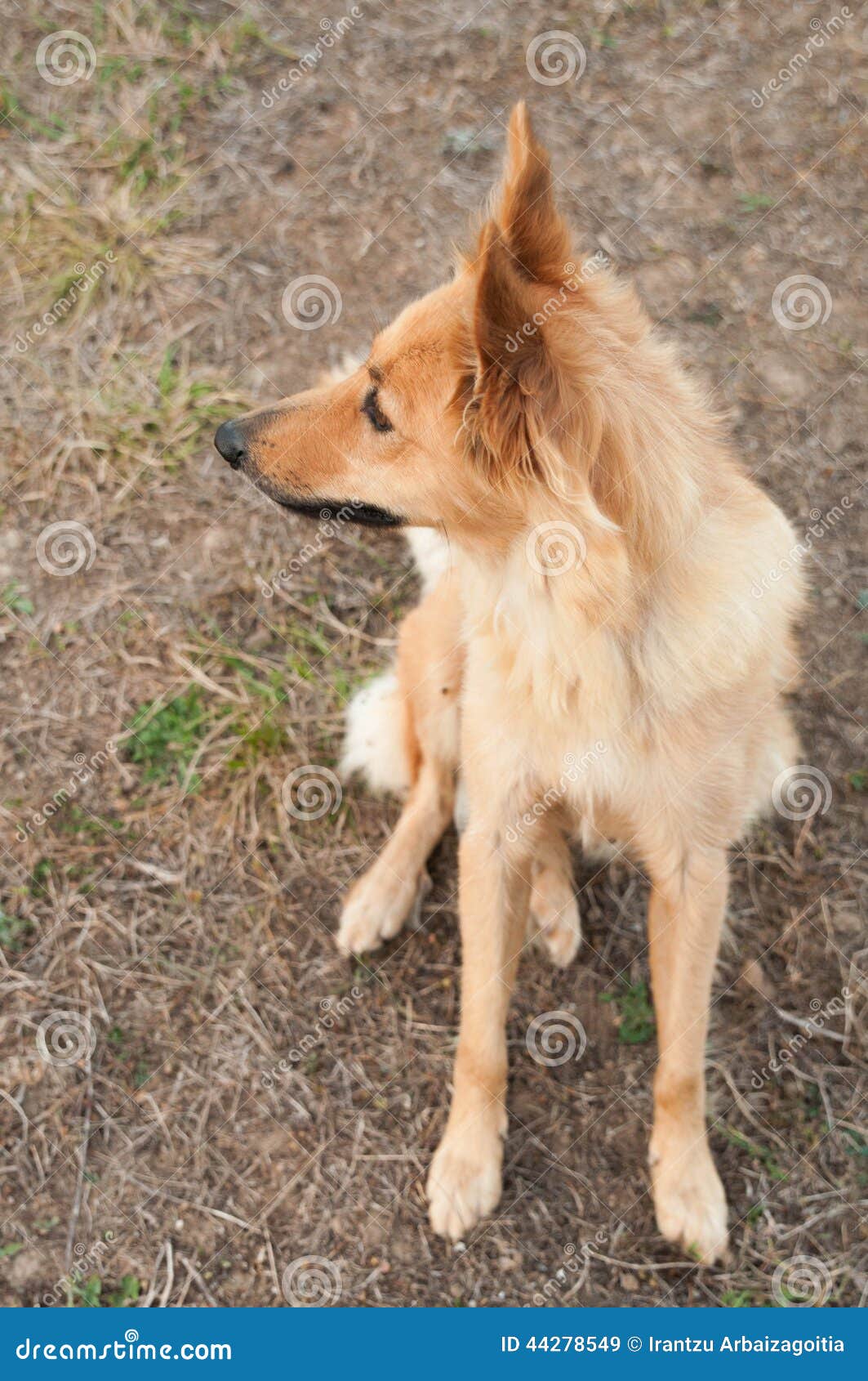 Basque Sheepherder Dog Portrait Stock Image - Image of canine, face ...