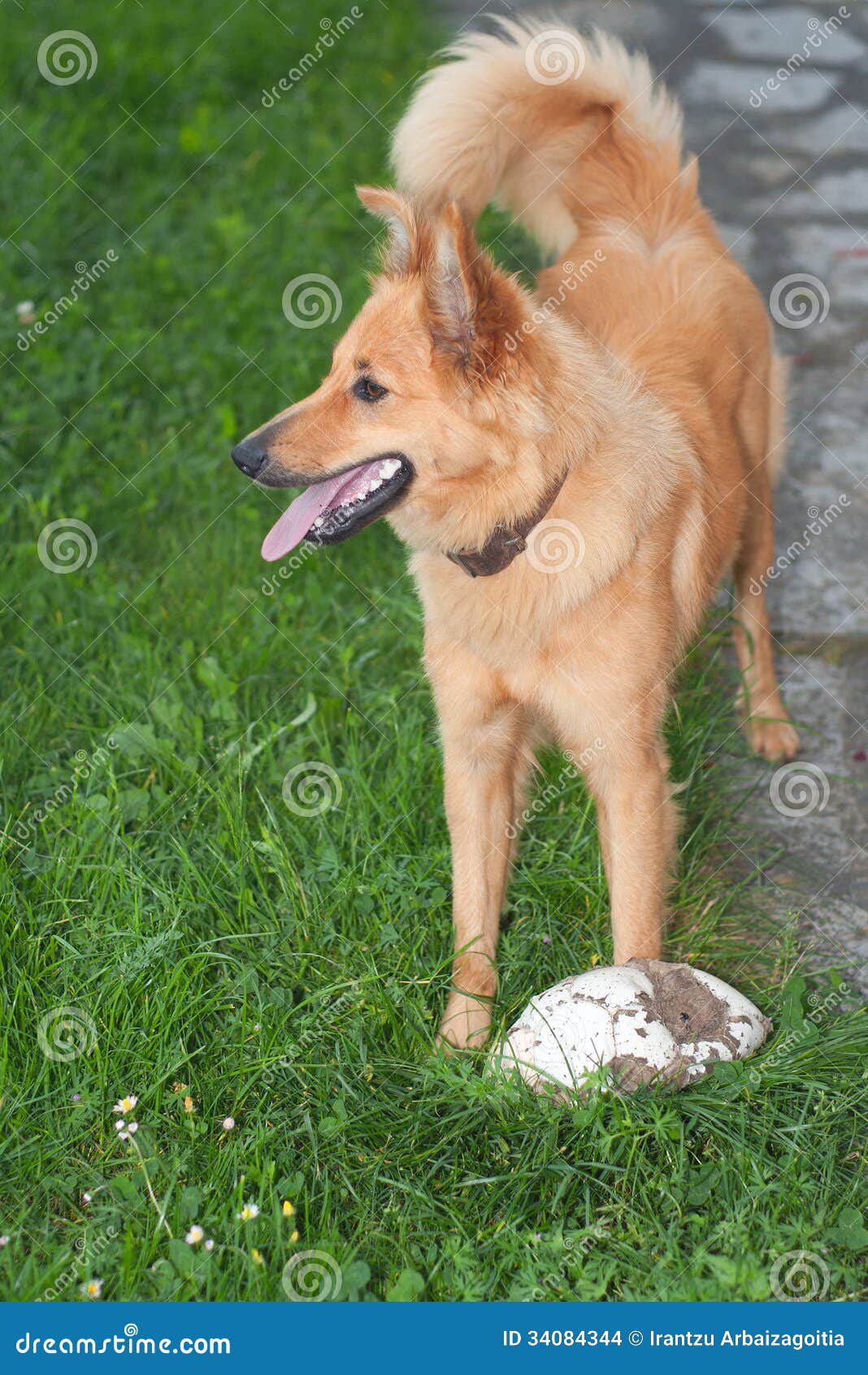 Basque Shepherd Dog in the Garden Stock Photo - Image of friendly, cute ...