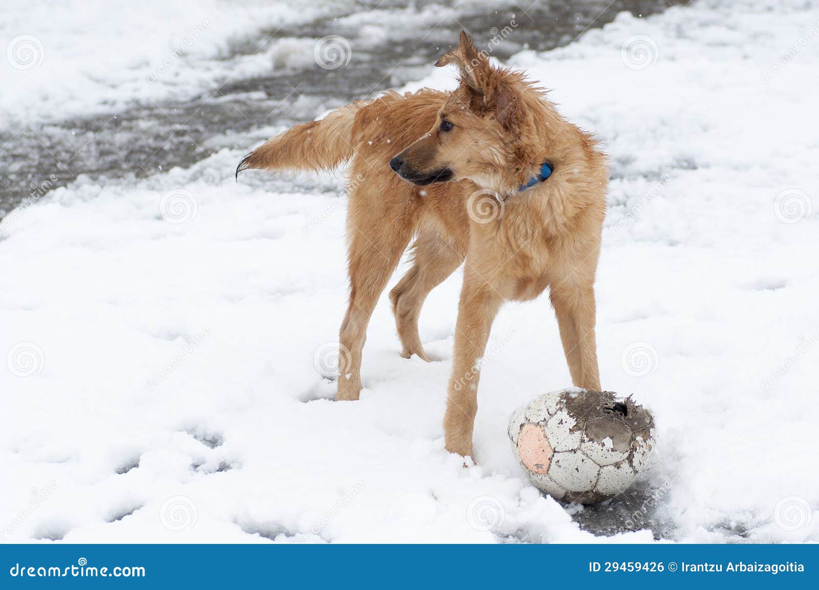 Basque Shepherd Dog Playing with a Ball in the Yard, on a Snowy Day ...