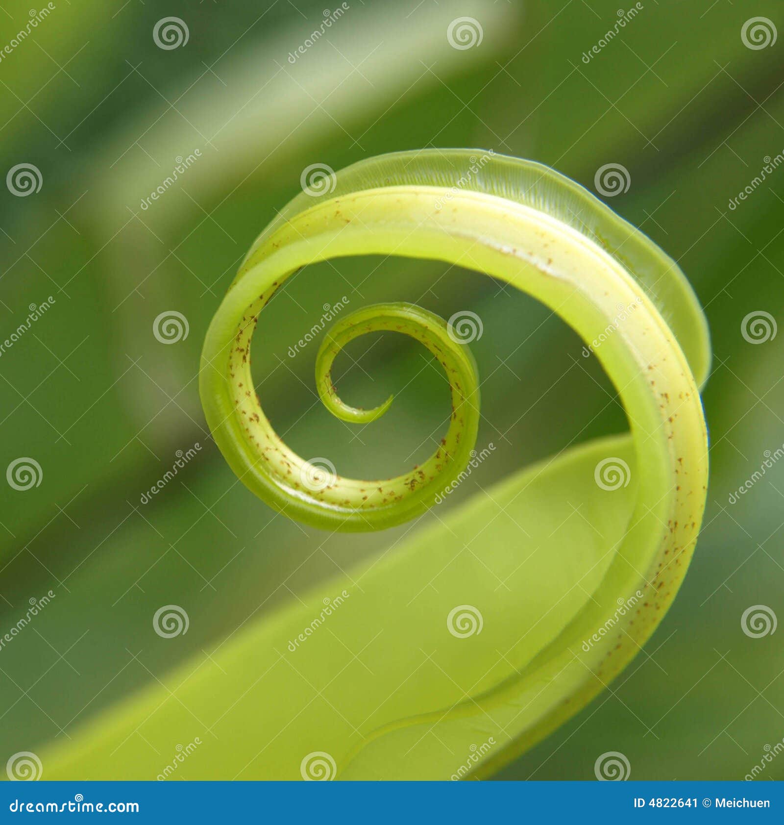 Bass clef stock image. Image of detail, fern, flora, spiral - 4822641