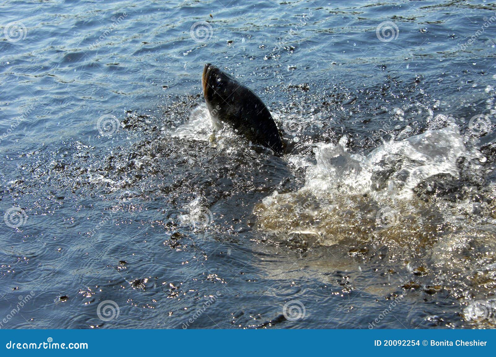 Fish Flopping Stock Photos - Free & Royalty-Free Stock Photos from ...
