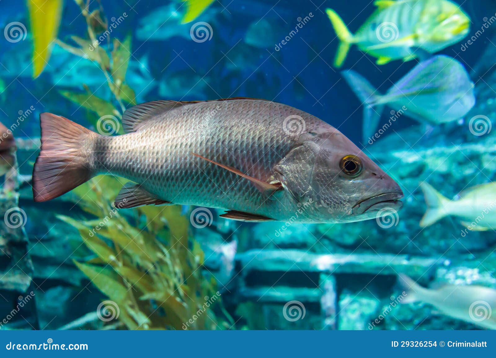 Bass fish stock photo. Image of fresh, wild, underwater - 29326254