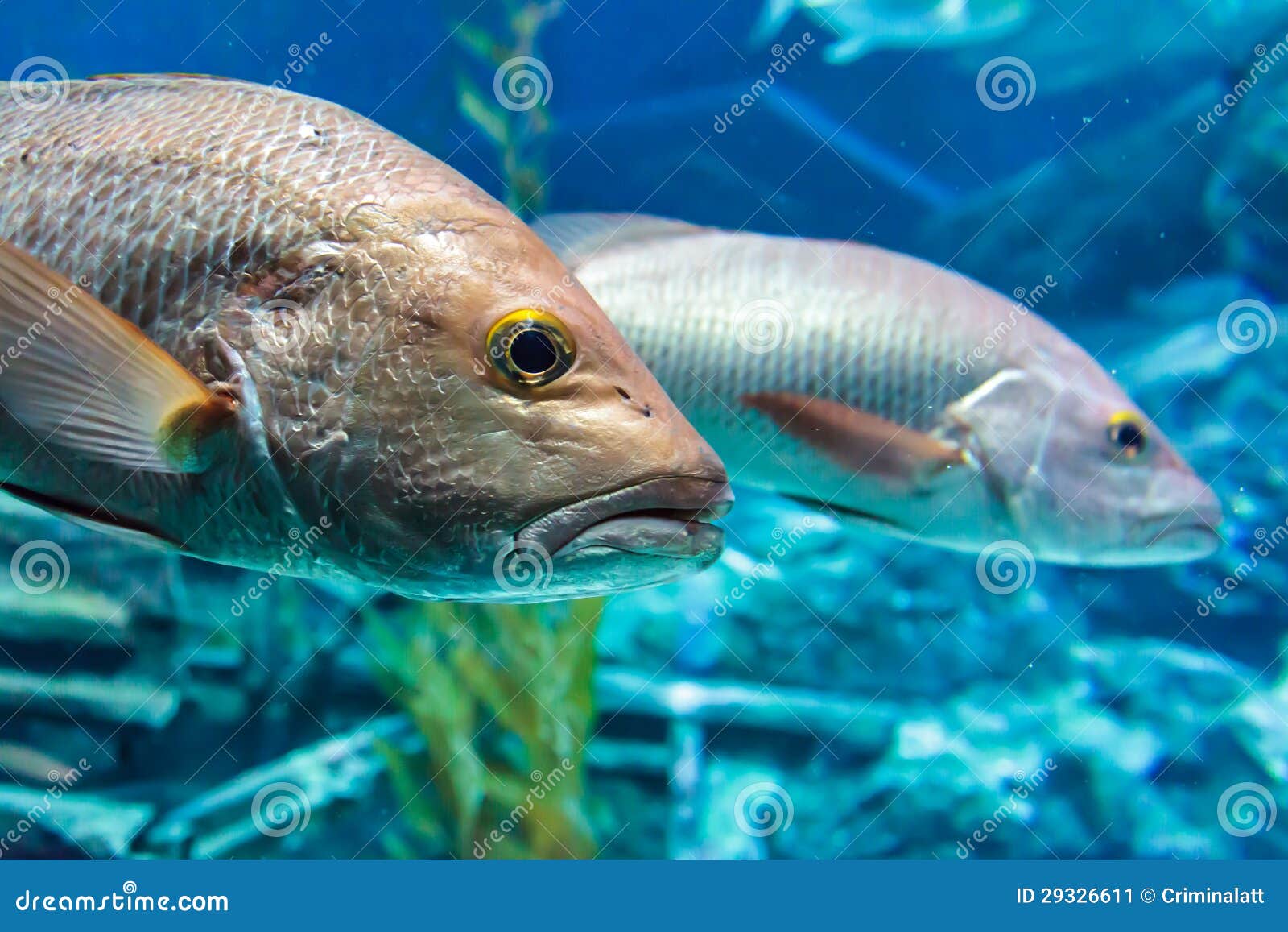 Bass fish stock image. Image of nature, life, wild, fauna - 29326611