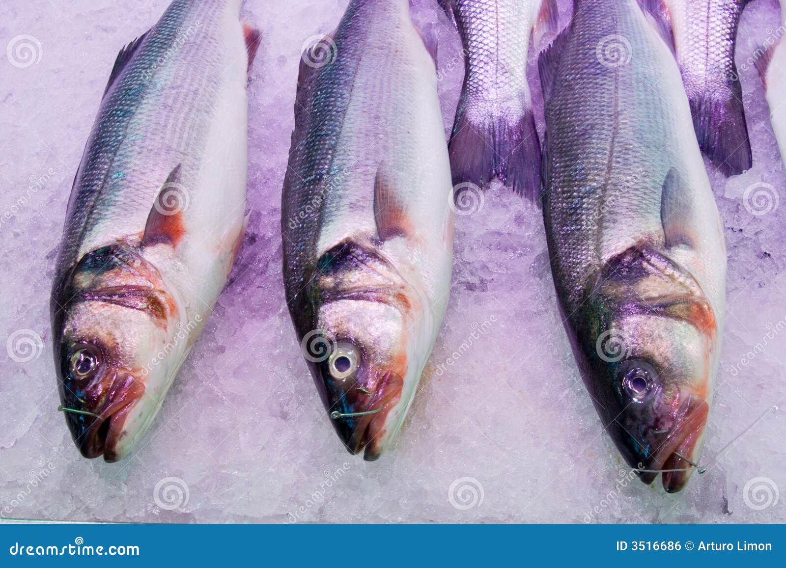 Bass ( fish ) stock photo. Image of fresh, diet, fishing - 3516686