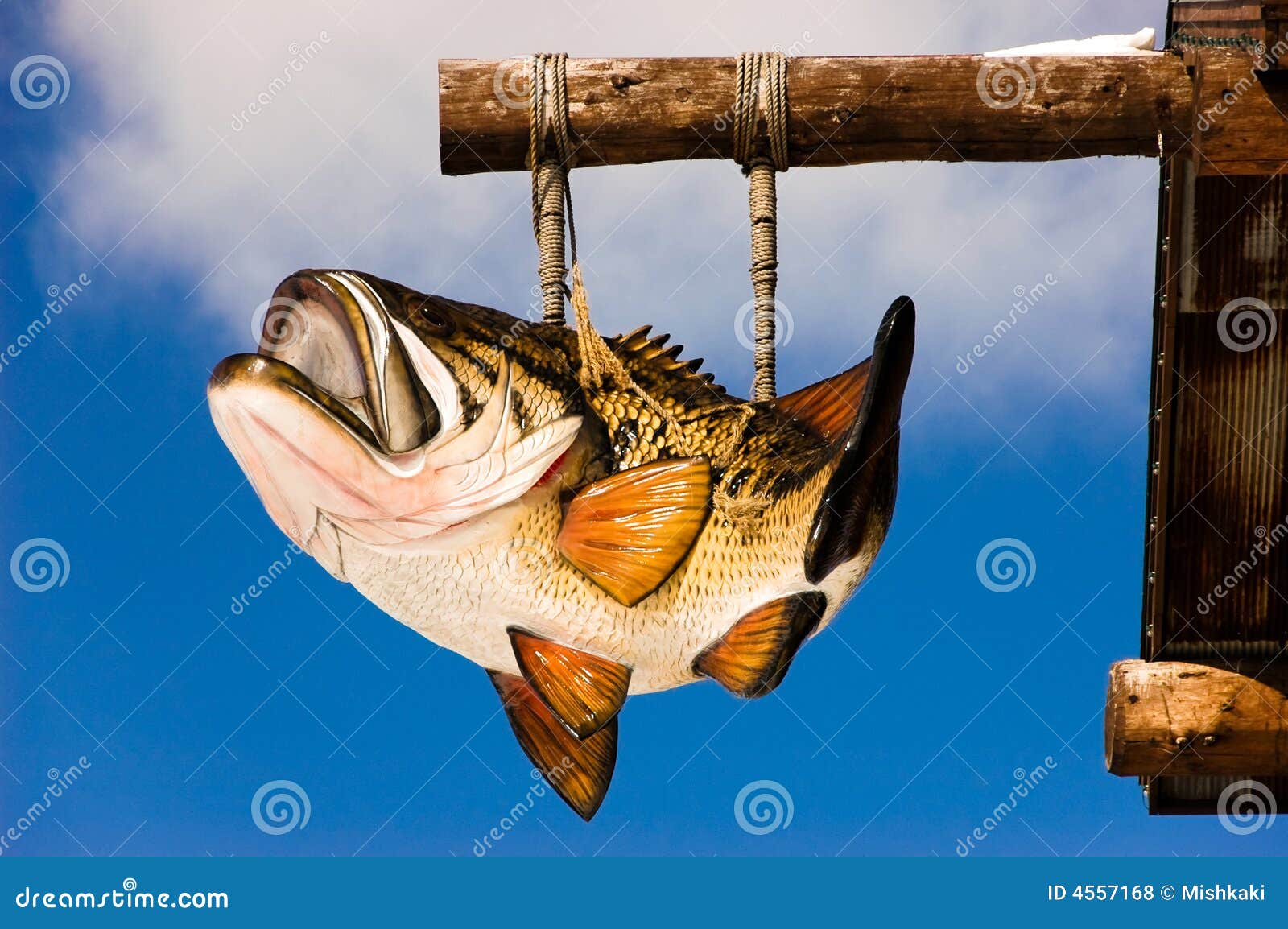 Bass Fish Hanging stock photo. Image of trapped, fishing - 4557168