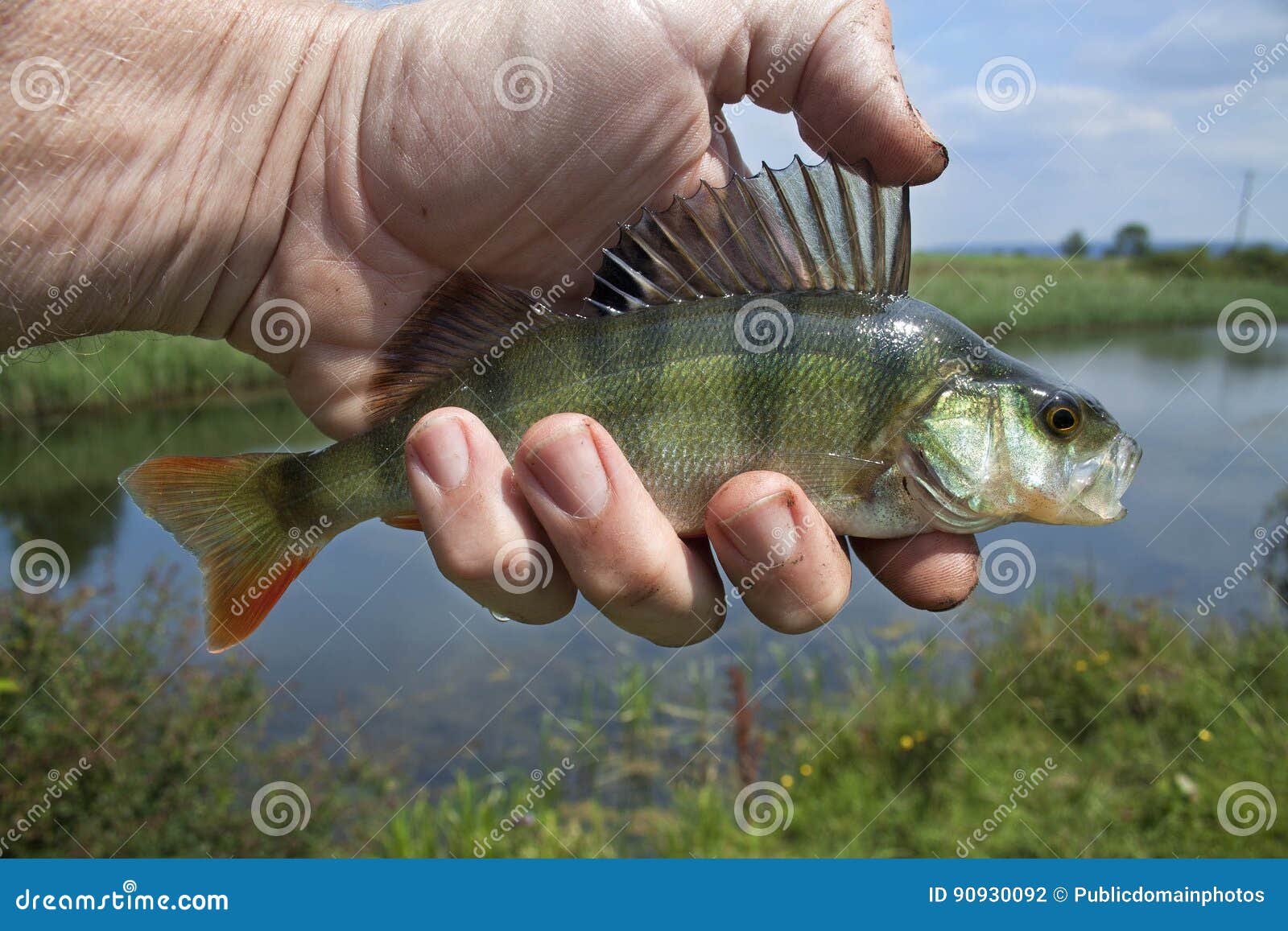 Bass, Fish, Perch, Fauna Picture. Image: 90930092
