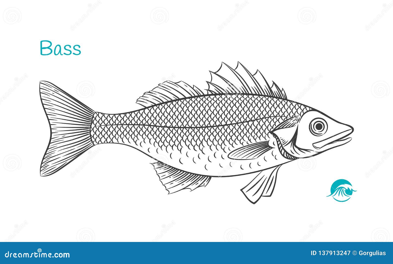 Bass Hand-drawn Illustration Stock Vector - Illustration of fishing ...