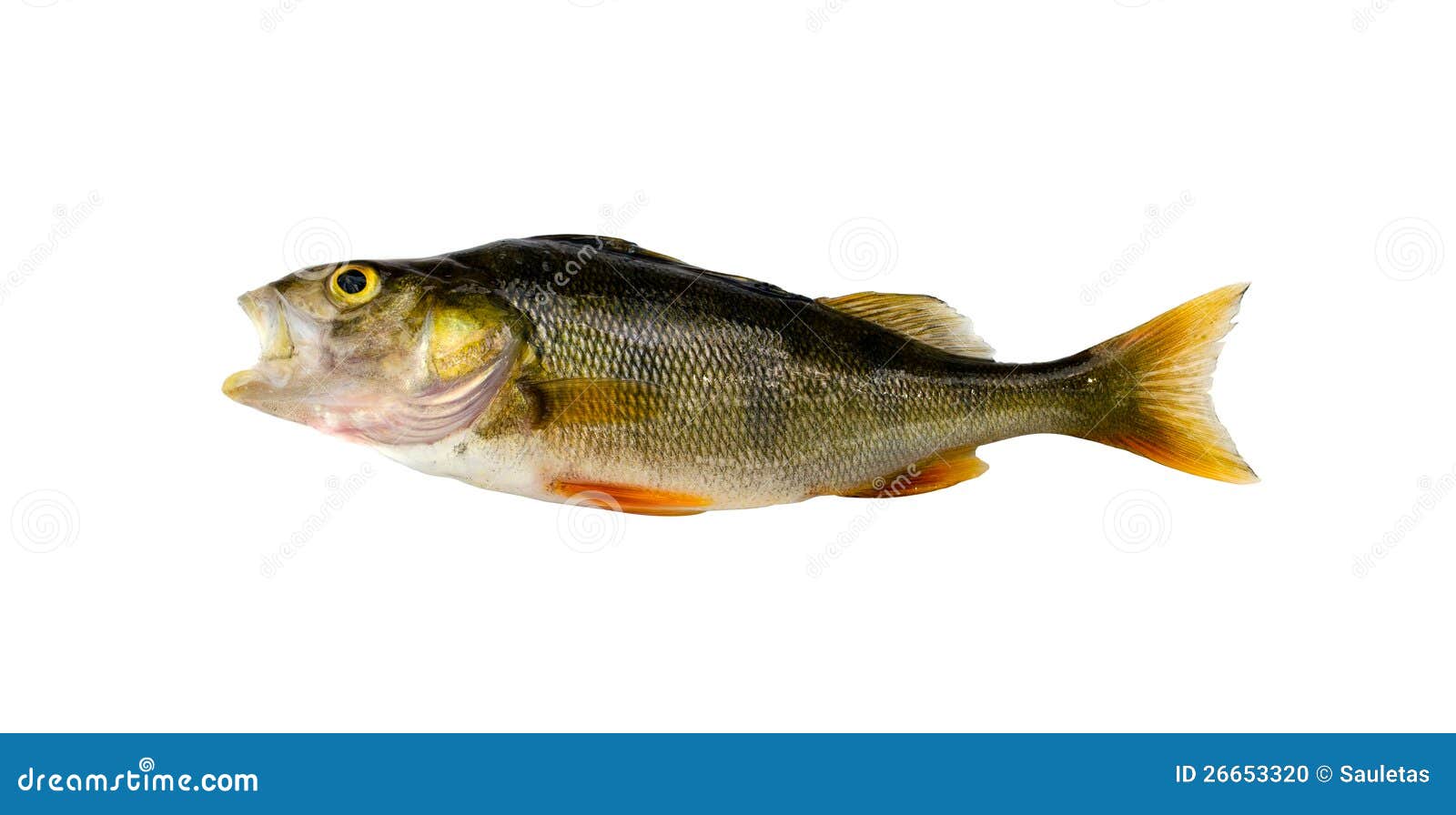 Bass Perch Fish After Fishing Isolated On White Stock Photo - Image ...