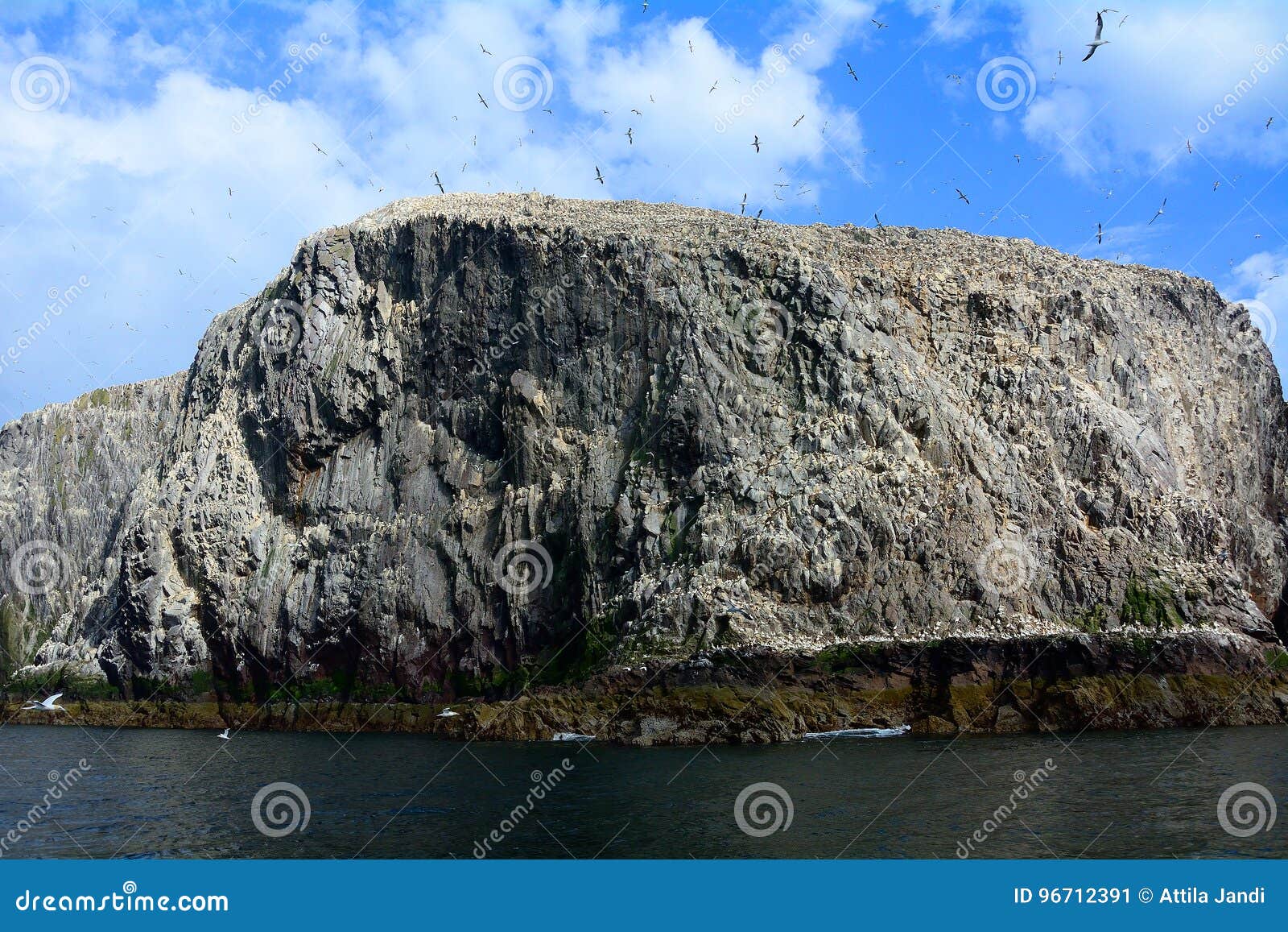 Bass Rock, Scotland stock image. Image of birding, endangered - 96712391