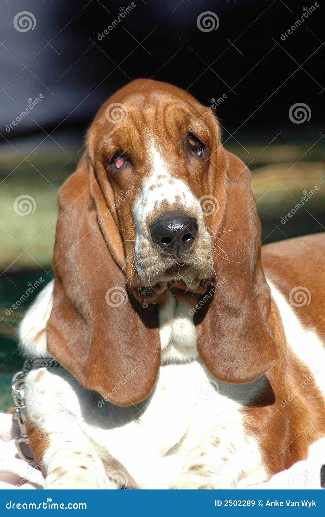 Basset stock image. Image of bassets, holidays, hungry - 2502289