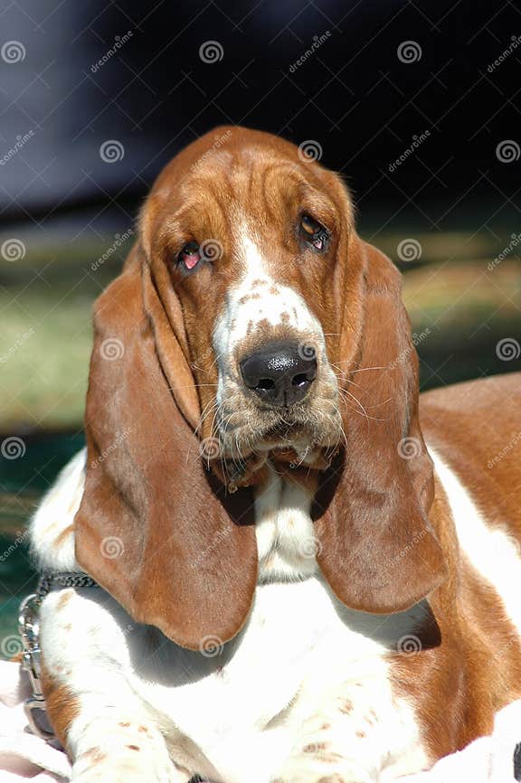 Basset stock image. Image of bassets, holidays, hungry - 2502289
