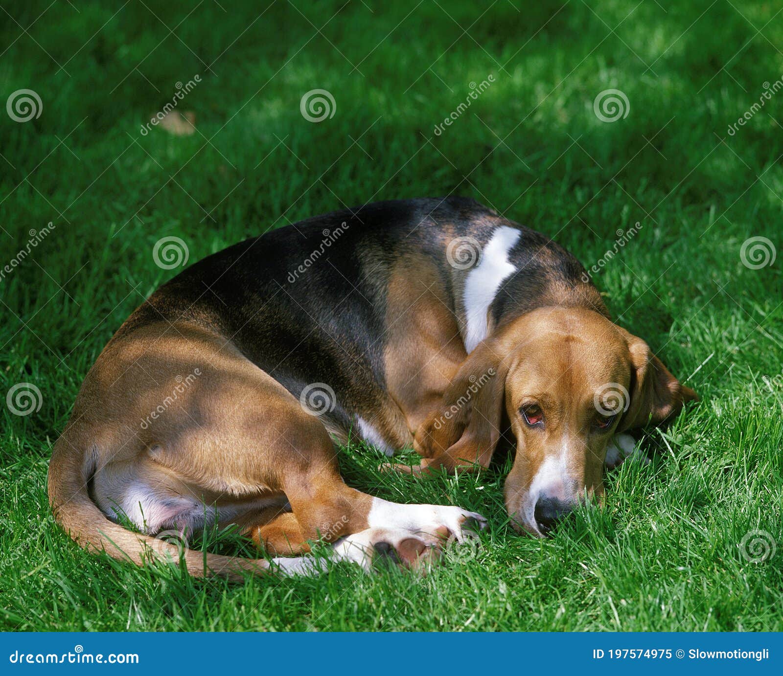 How Do Basset Artesien Normand Hunt