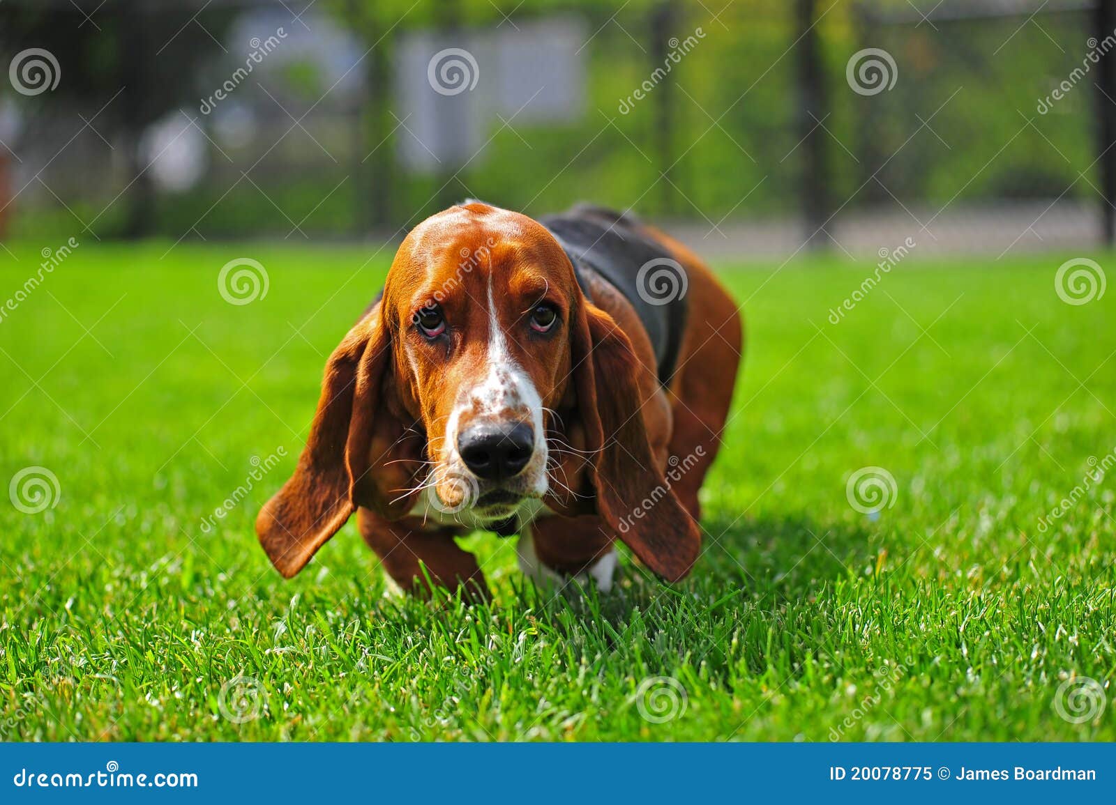 Basset De Bakkebaarden Van De Hond Stock Afbeelding - Image of lang ...