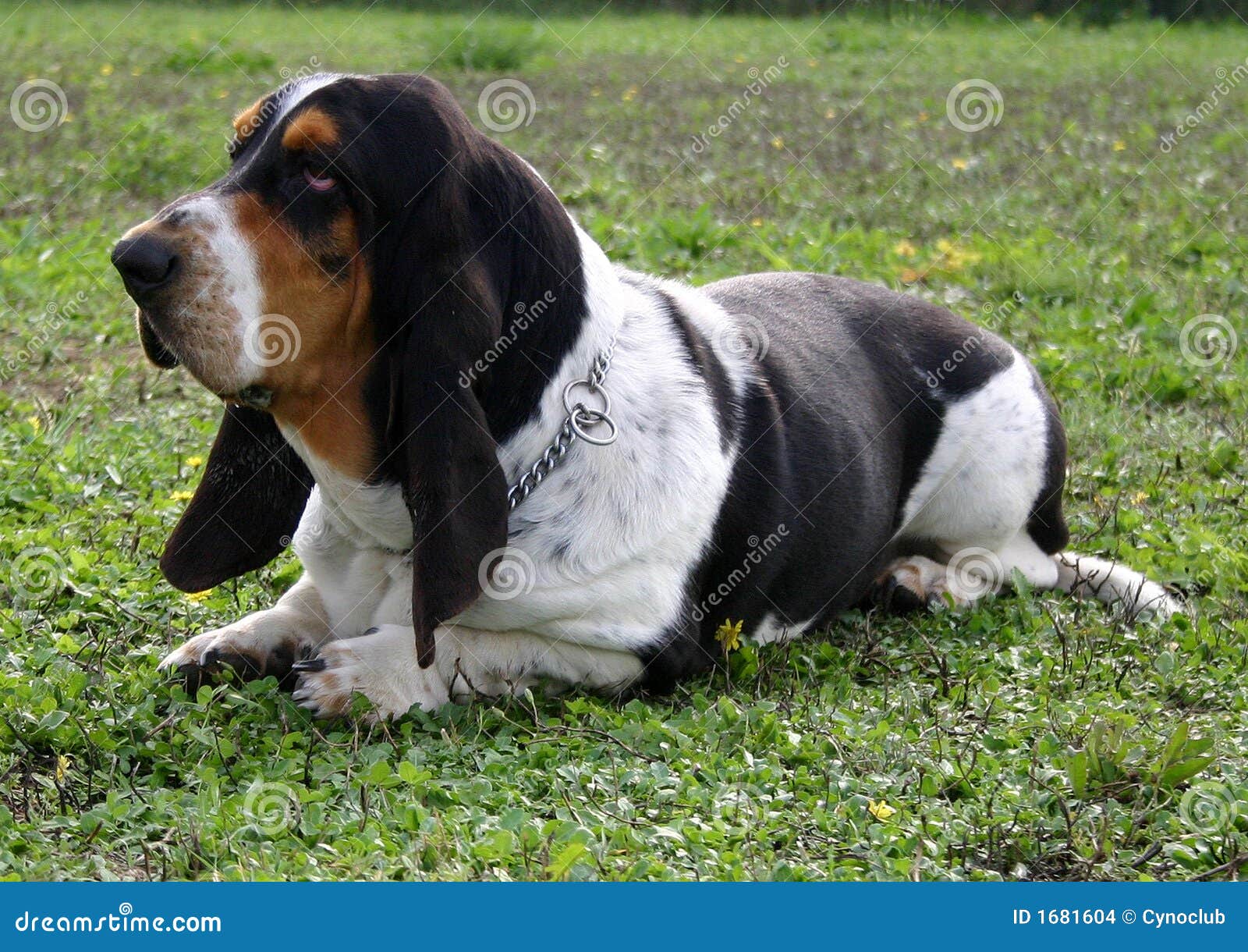 Basset hound stock photo. Image of dogs, cute, companion - 1681604
