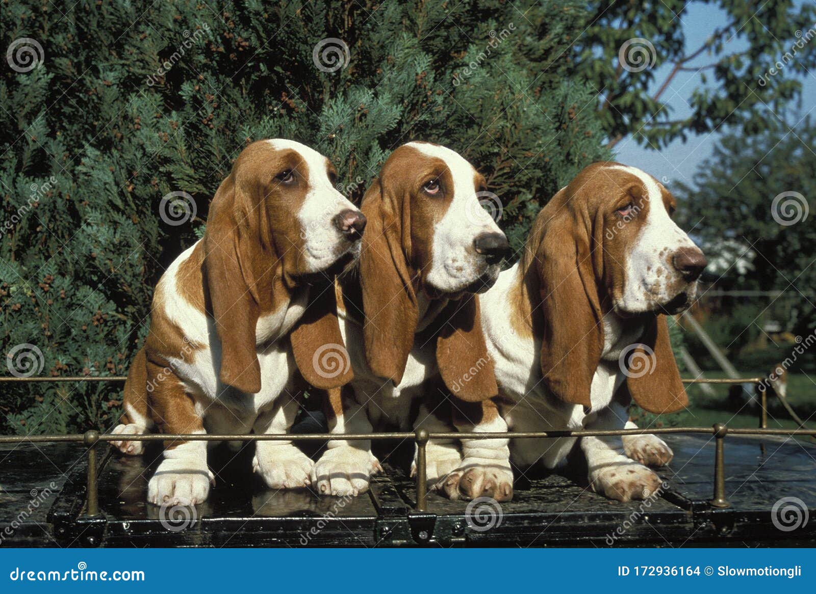 BASSET HOUND stock photo. Image of hunting, hound, mammal - 172936164