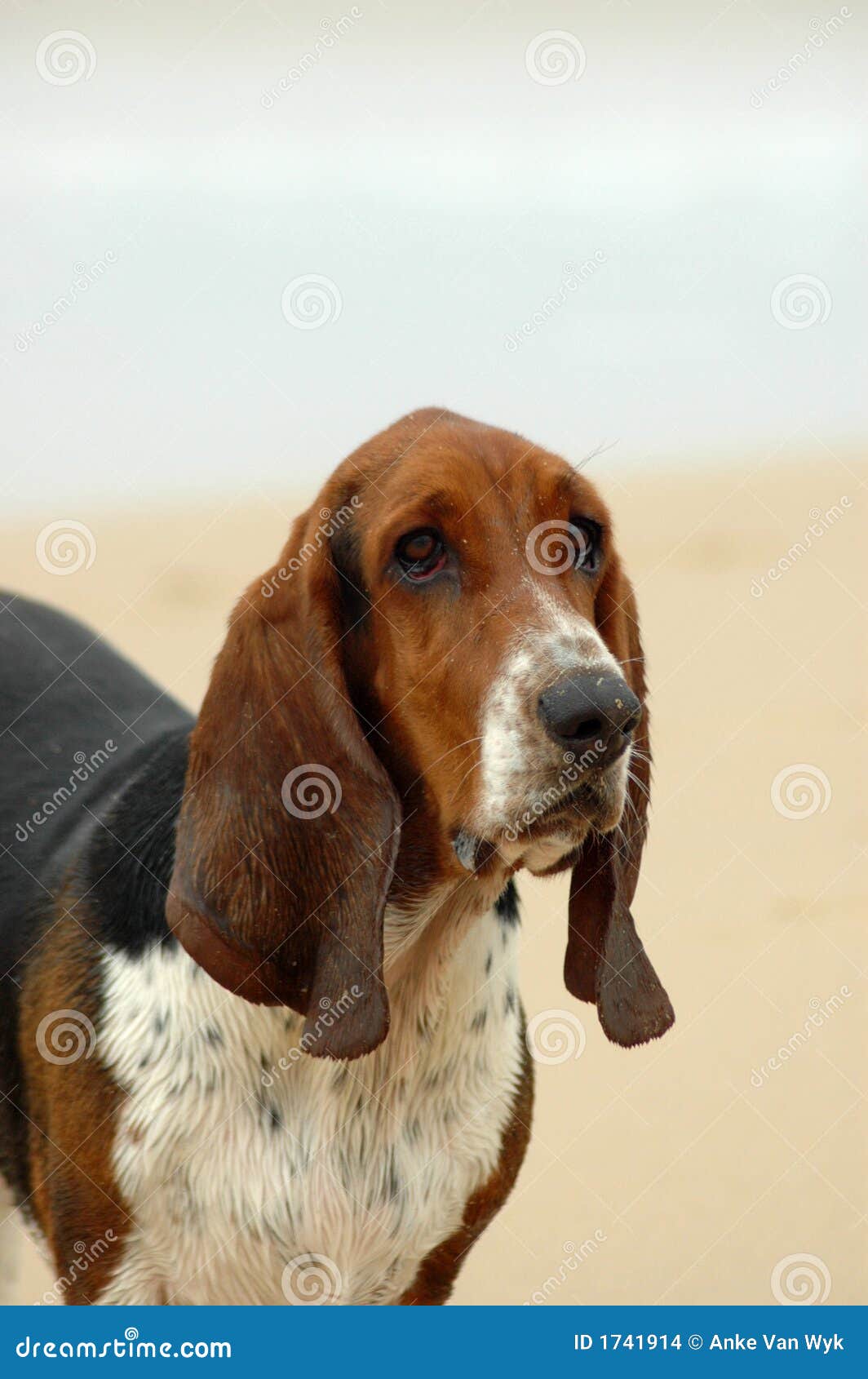 Basset hound stock photo. Image of canine, ears, carnivore - 1741914