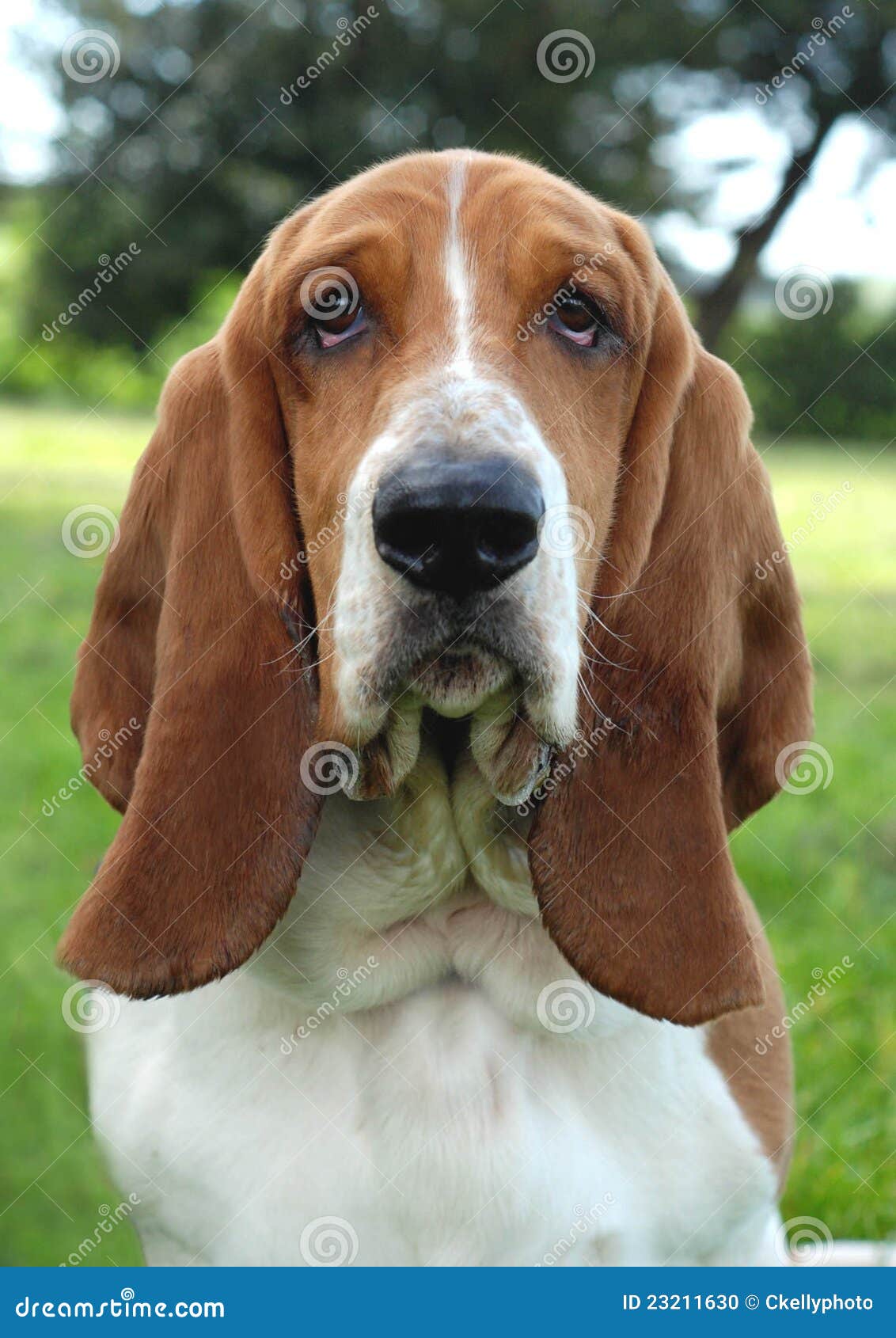 Basset Hound stock photo. Image of silly, love, portrait - 23211630