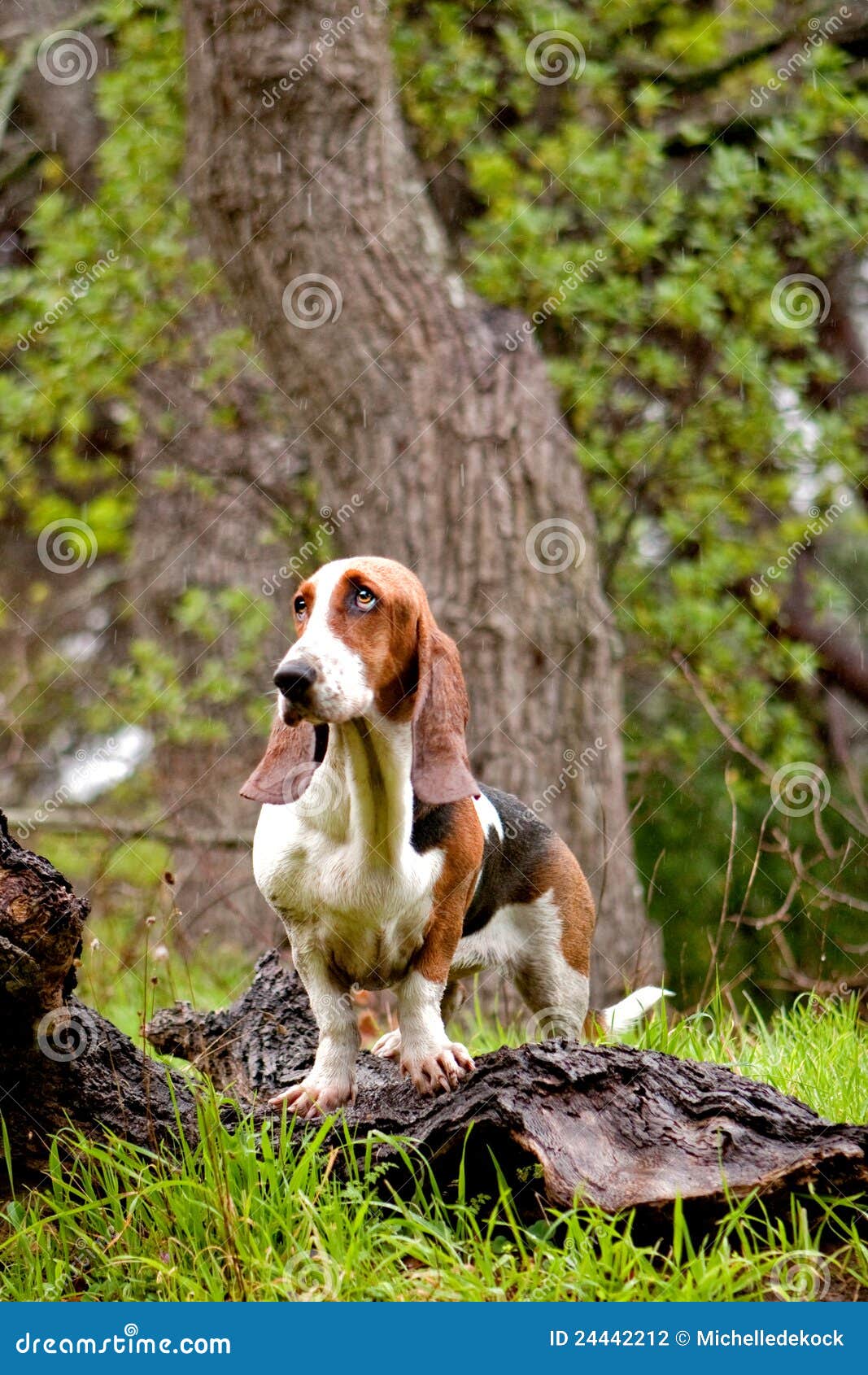 Basset hound stock photo. Image of colour, fluffy, adorable - 24442212