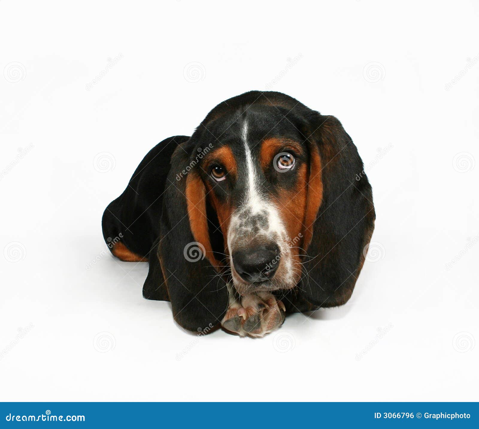 Basset hound stock photo. Image of white, howl, hound - 3066796