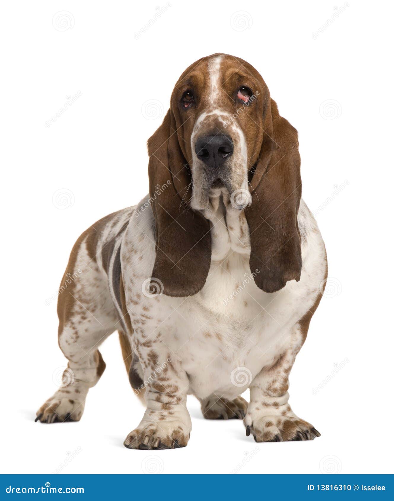 Basset Hound, 4 years old stock photo. Image of breed - 13816310