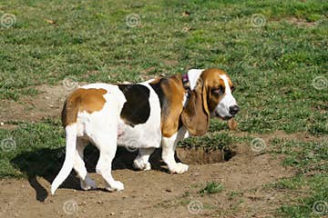Basset Hound stock image. Image of bassethound, digging - 499431