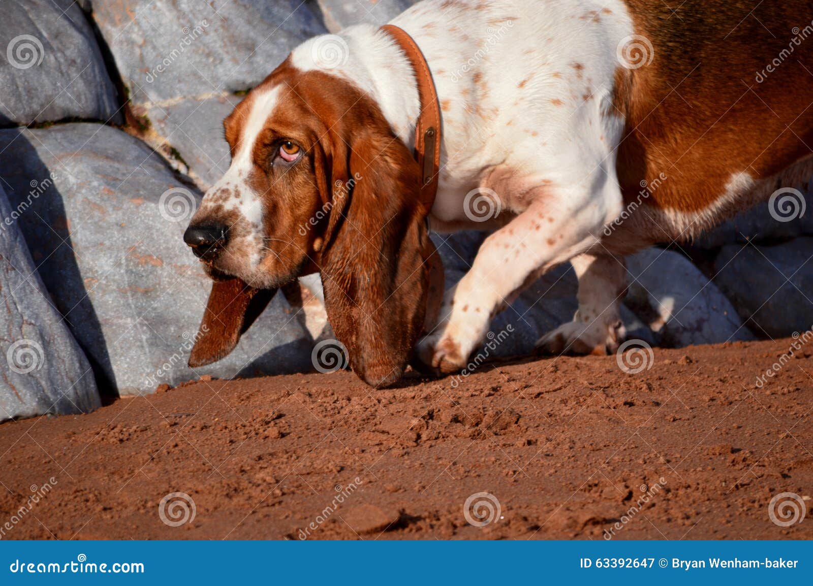 Basset Hound on beach stock image. Image of hound, seashore - 63392647