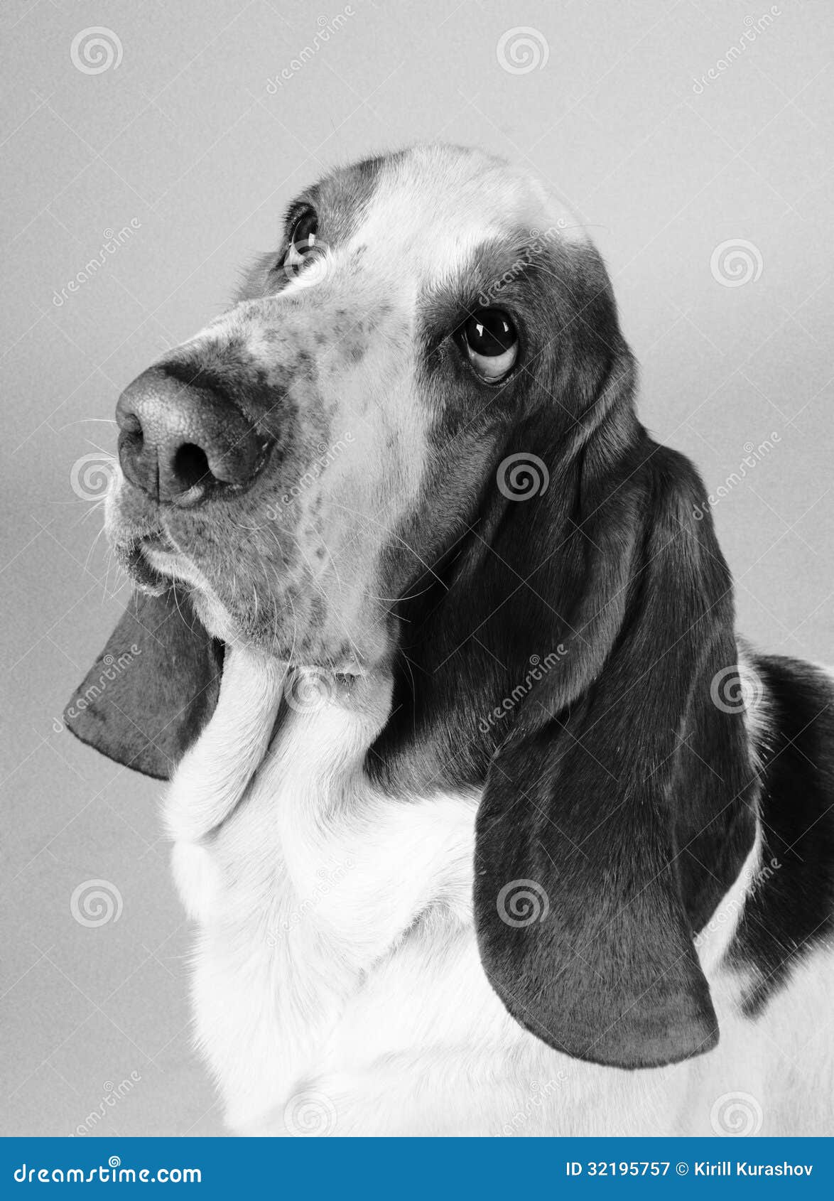 Basset Hound stock image. Image of blackandwhite, breed - 32195757