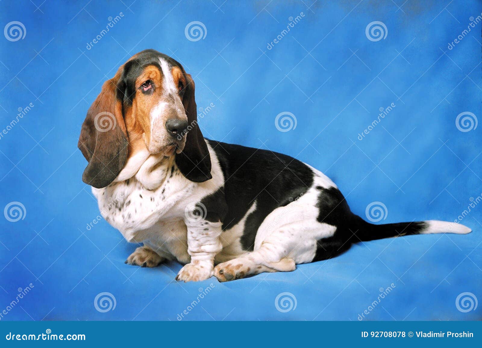 Basset Hound breed dog stock photo. Image of boxer, animal - 92708078