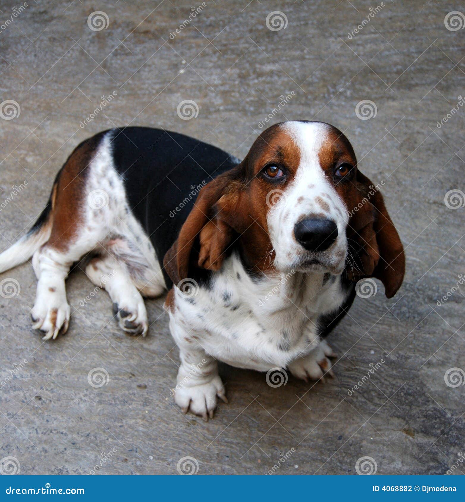 Basset Hound dog stock photo. Image of black, lovely, ears - 4068882