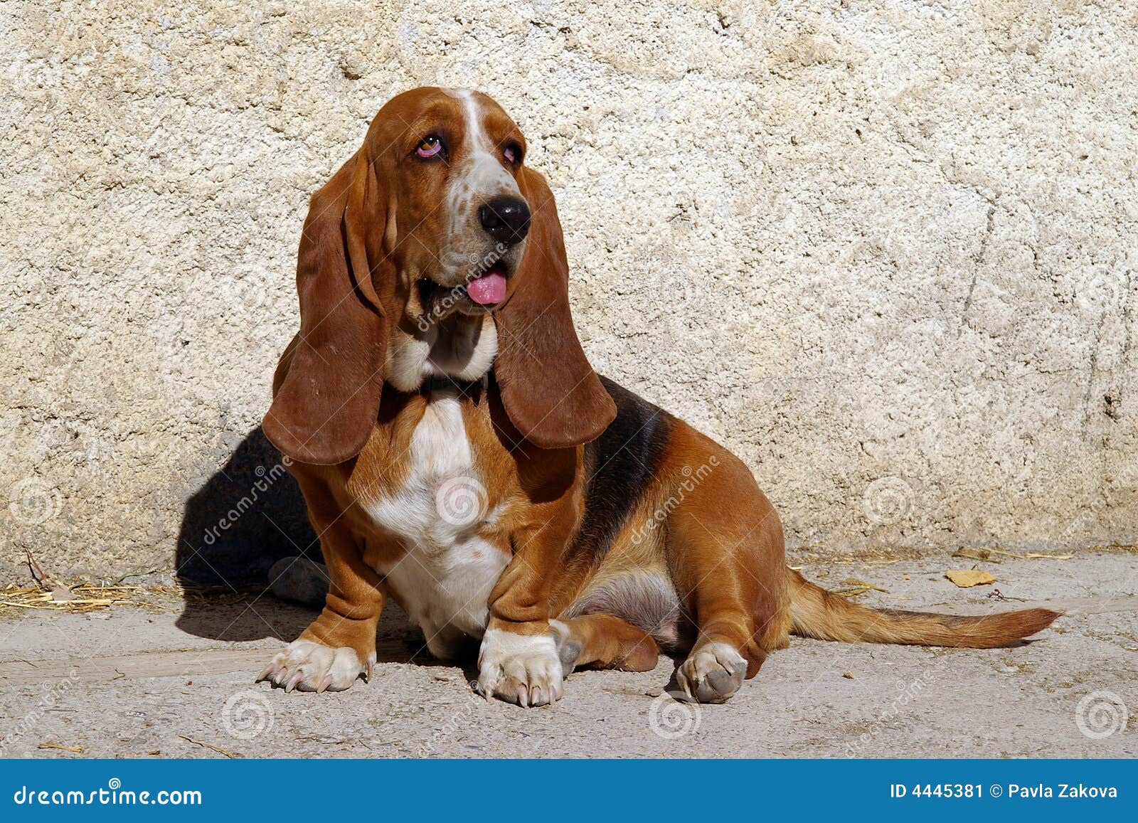 Basset Hound Dog Purebred Seated On The Grass Stock Photo ...